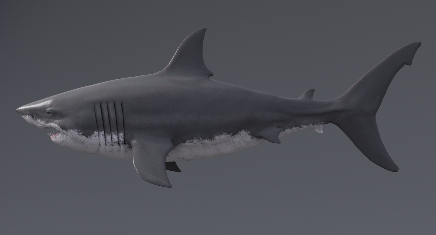 Świetny biały rekin Model 3D - TurboSquid 1420152