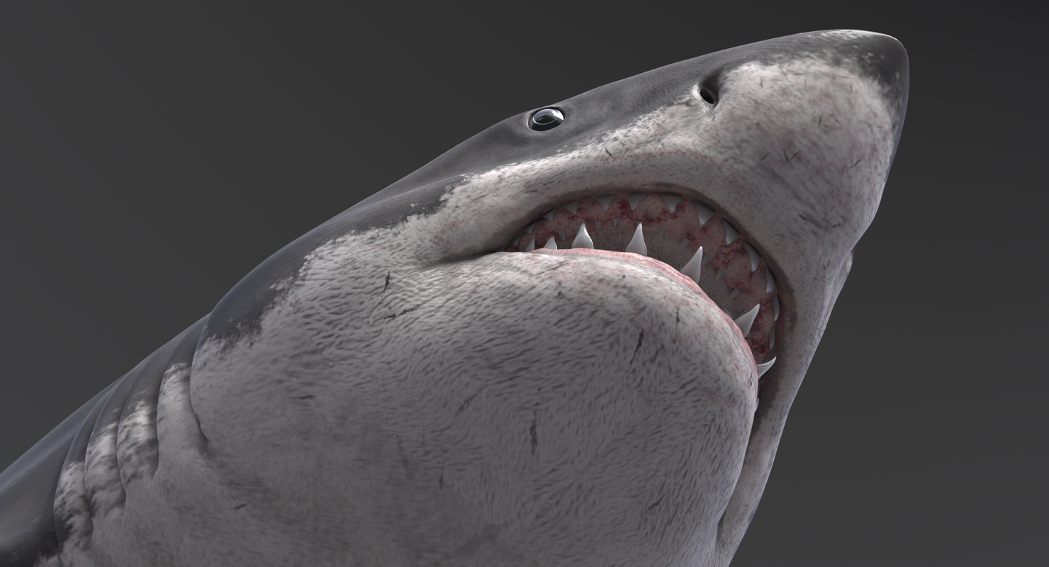 Świetny biały rekin Model 3D - TurboSquid 1420152