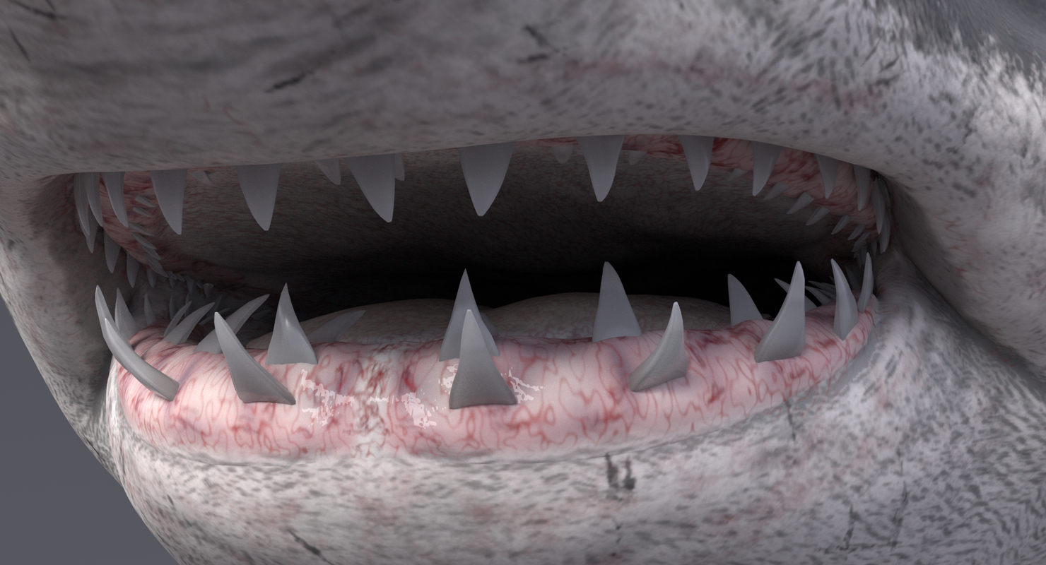 Świetny biały rekin Model 3D - TurboSquid 1420152