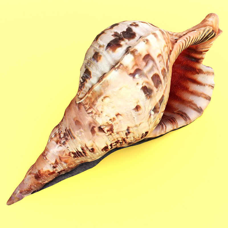 Scan shells horn newt 3D model - TurboSquid 1420763