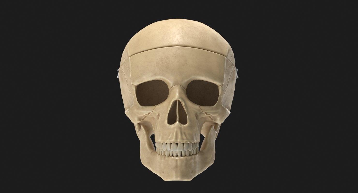 Realistic skull anatomical 3D model - TurboSquid 1421130