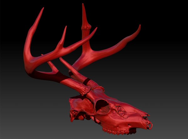 Deer Skull 3D Models for Download | TurboSquid
