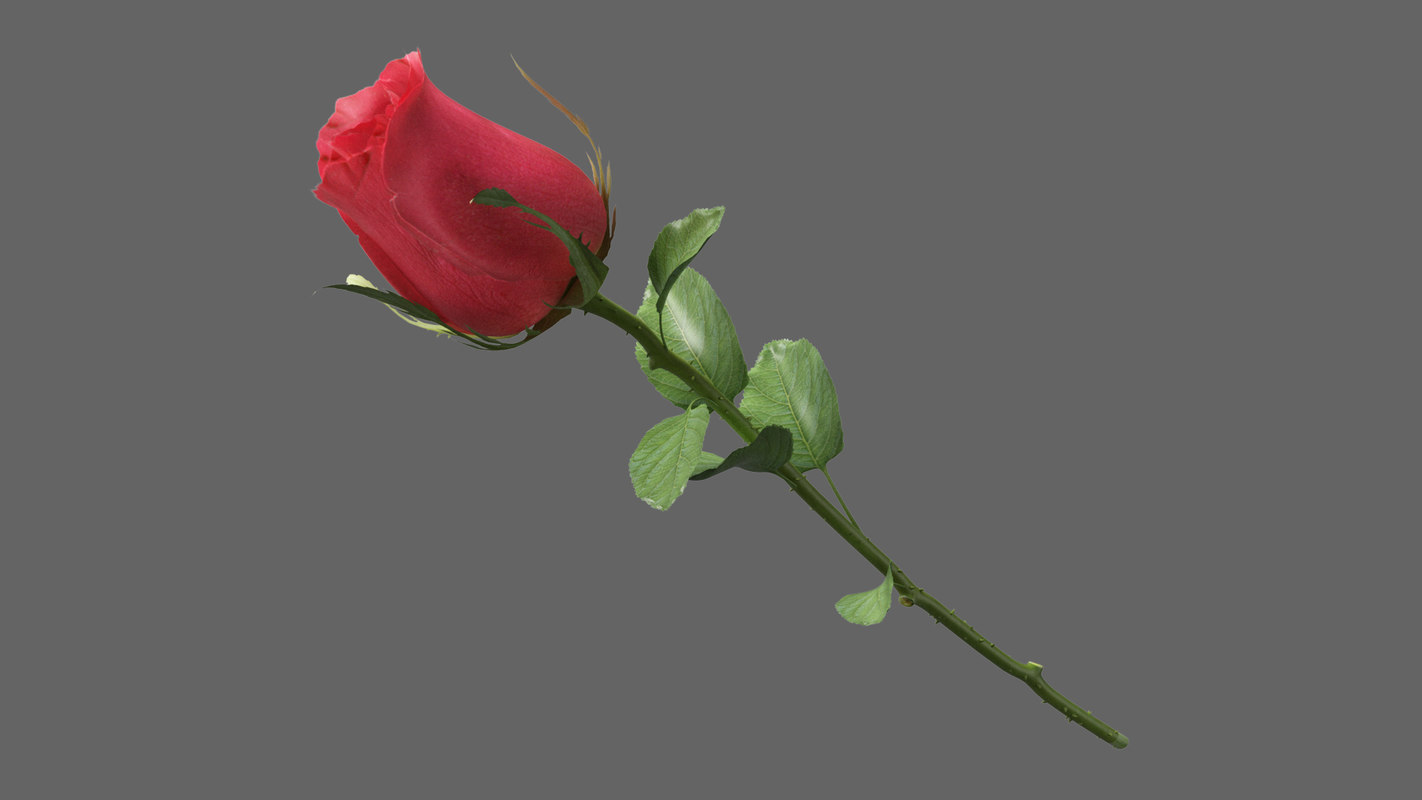 modèle 3D de Rose - TurboSquid 1421560