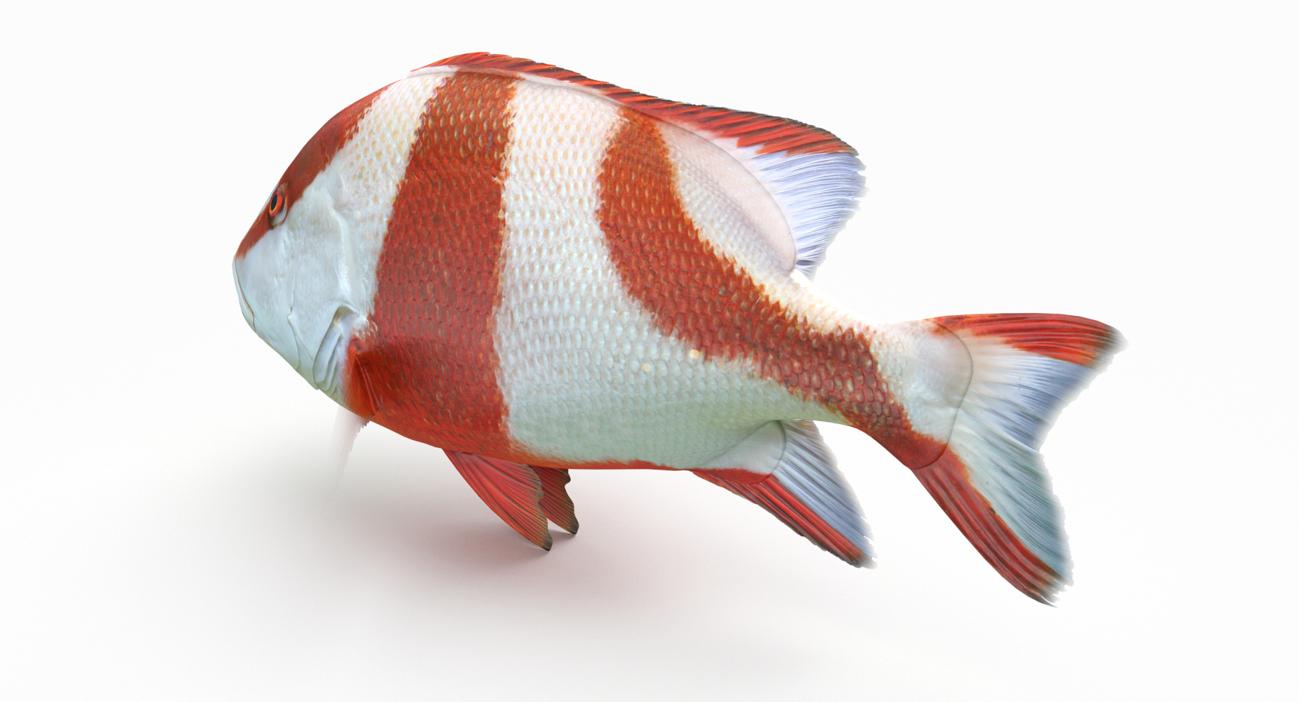 3D model red emperor snapper - TurboSquid 1421772