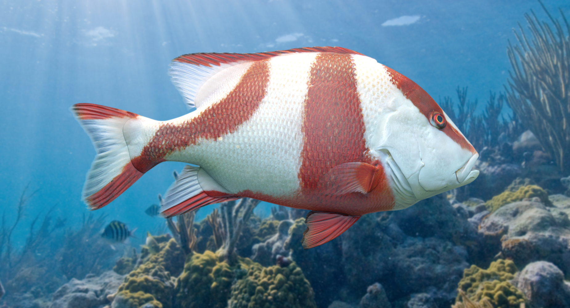 3D model red emperor snapper - TurboSquid 1421772