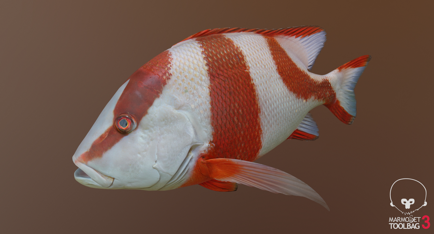 3D model red emperor snapper - TurboSquid 1421772