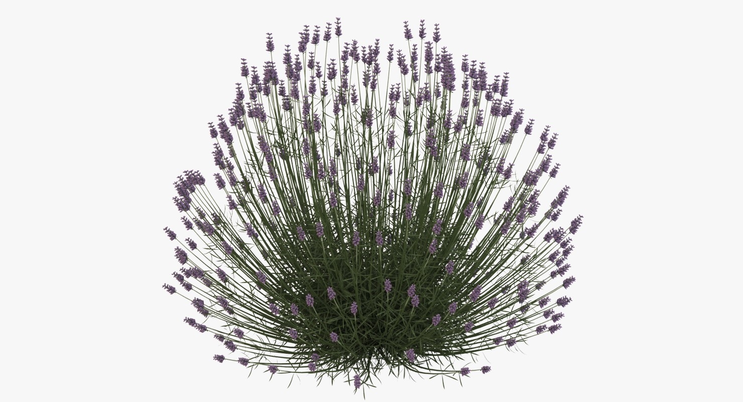 Lavender plant 3D - TurboSquid 1422075