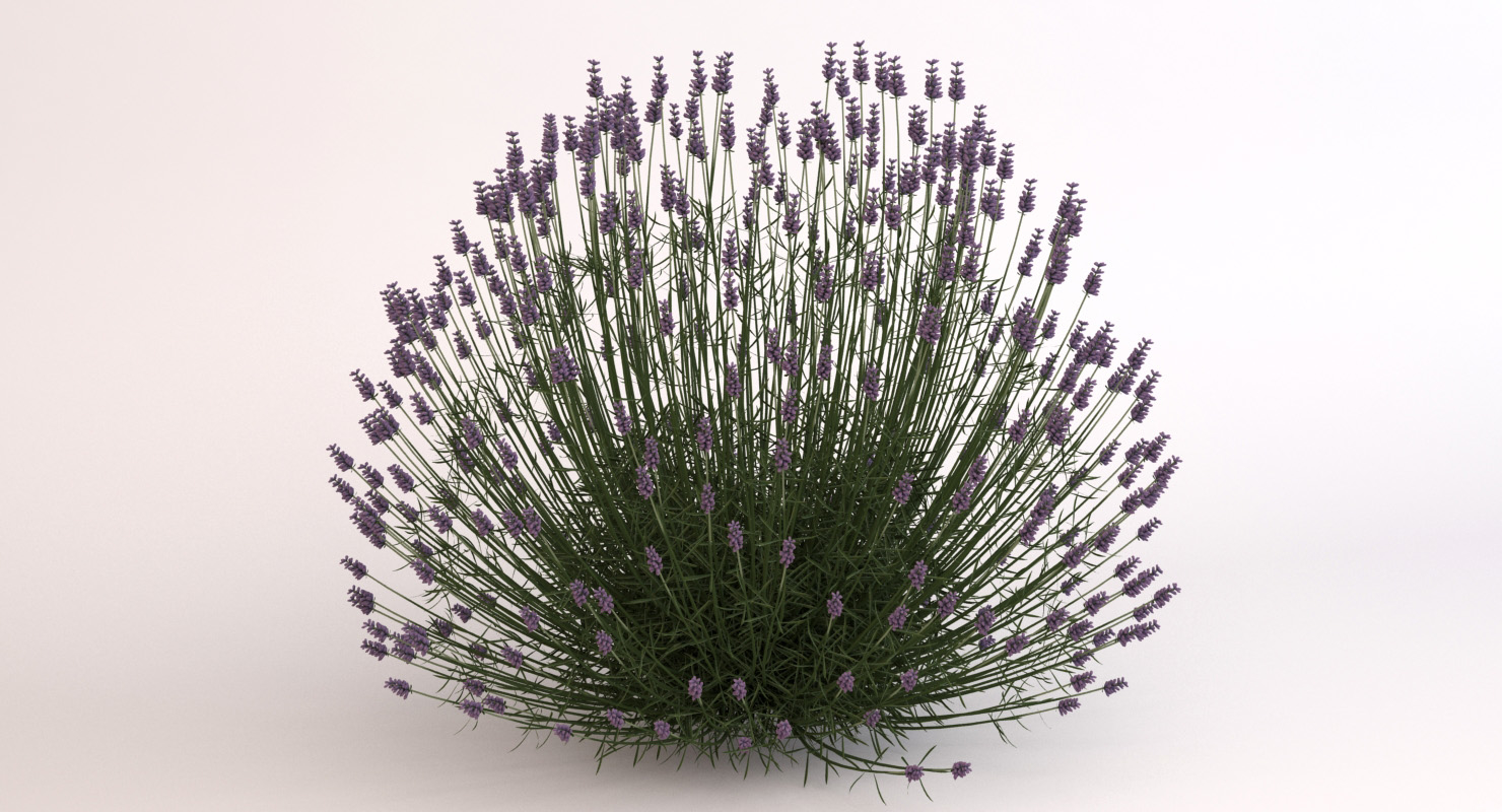 Lavender plant 3D - TurboSquid 1422075