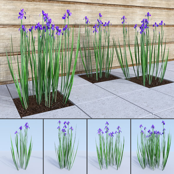 iris plants flowers 3d model