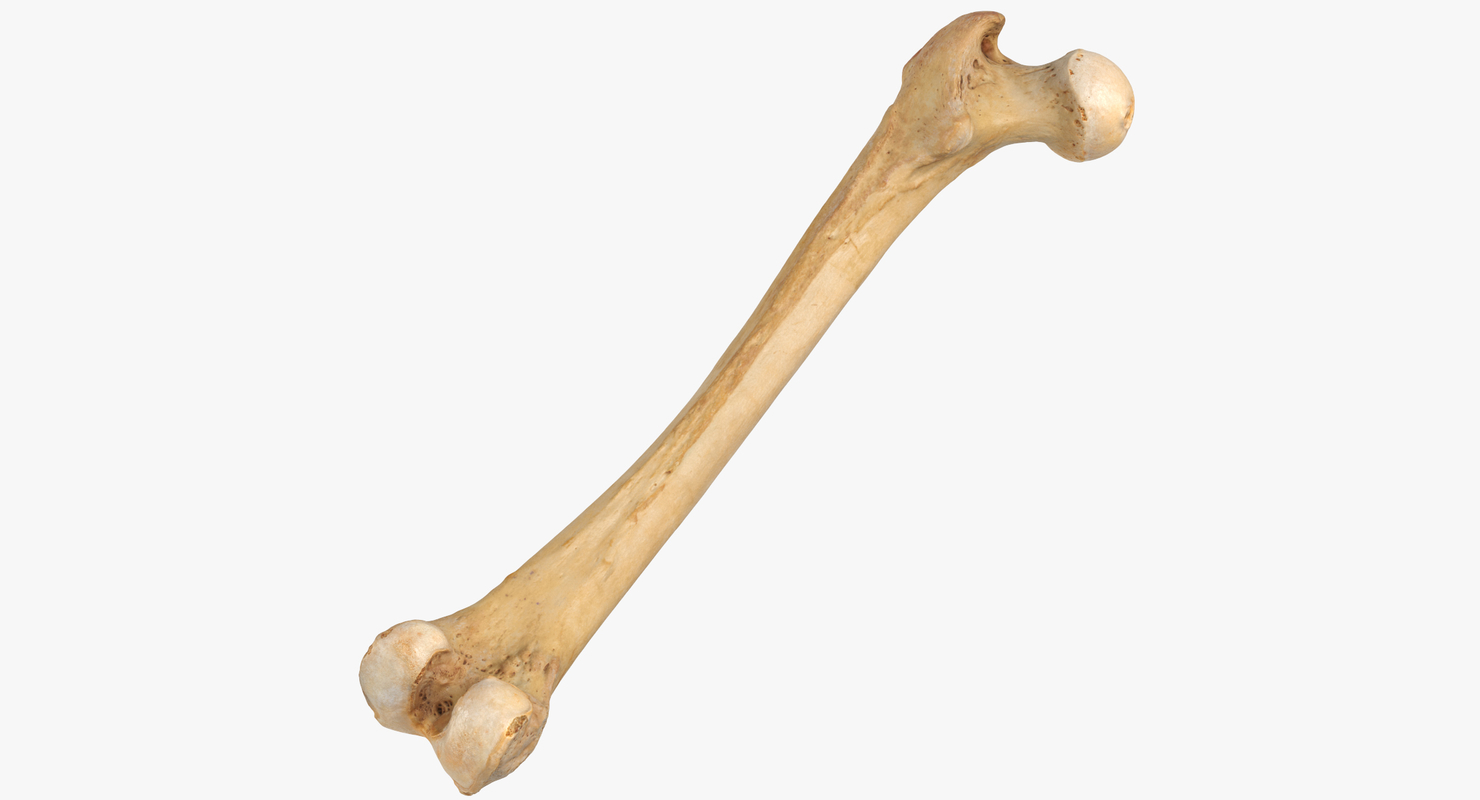 3D human femur bone 01 - TurboSquid 1422265