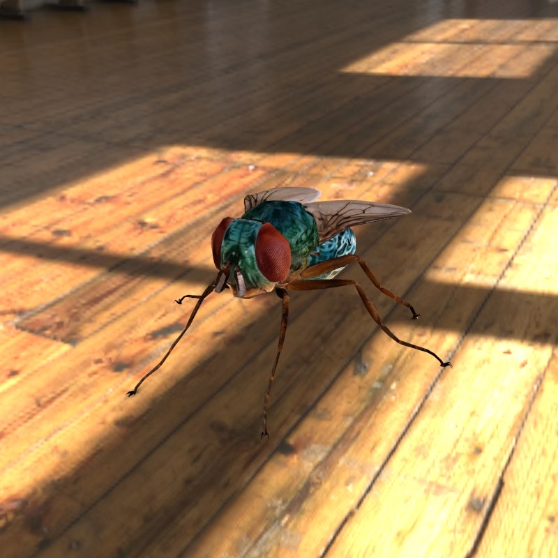 3D model fly - TurboSquid 1422472