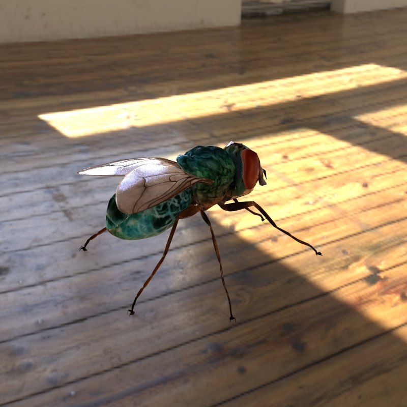 3D model fly - TurboSquid 1422472