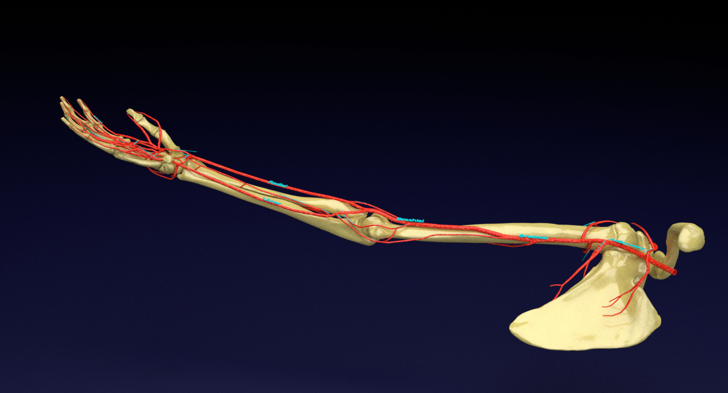 3D model arteries upper limb - TurboSquid 1422686