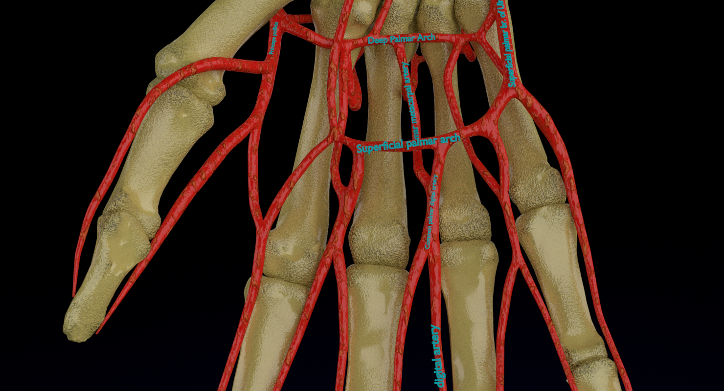3D model arteries upper limb - TurboSquid 1422686