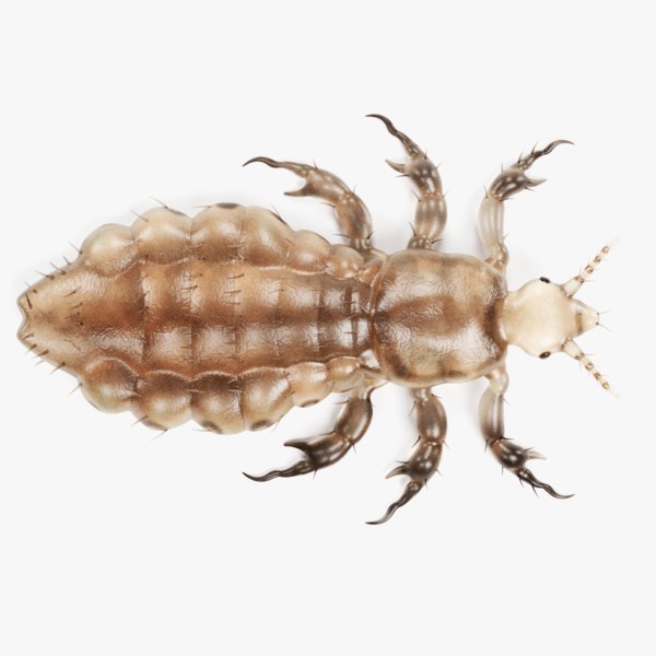 3D head louse female model - TurboSquid 1422994