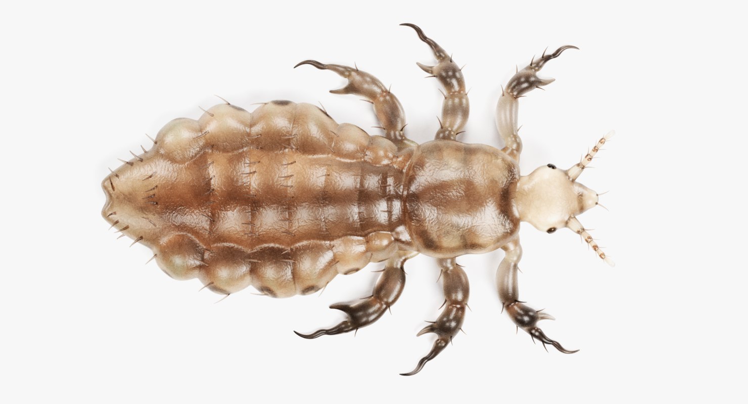 3D head louse female model - TurboSquid 1422994