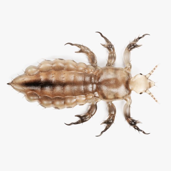 x tapeworm taenia saginata