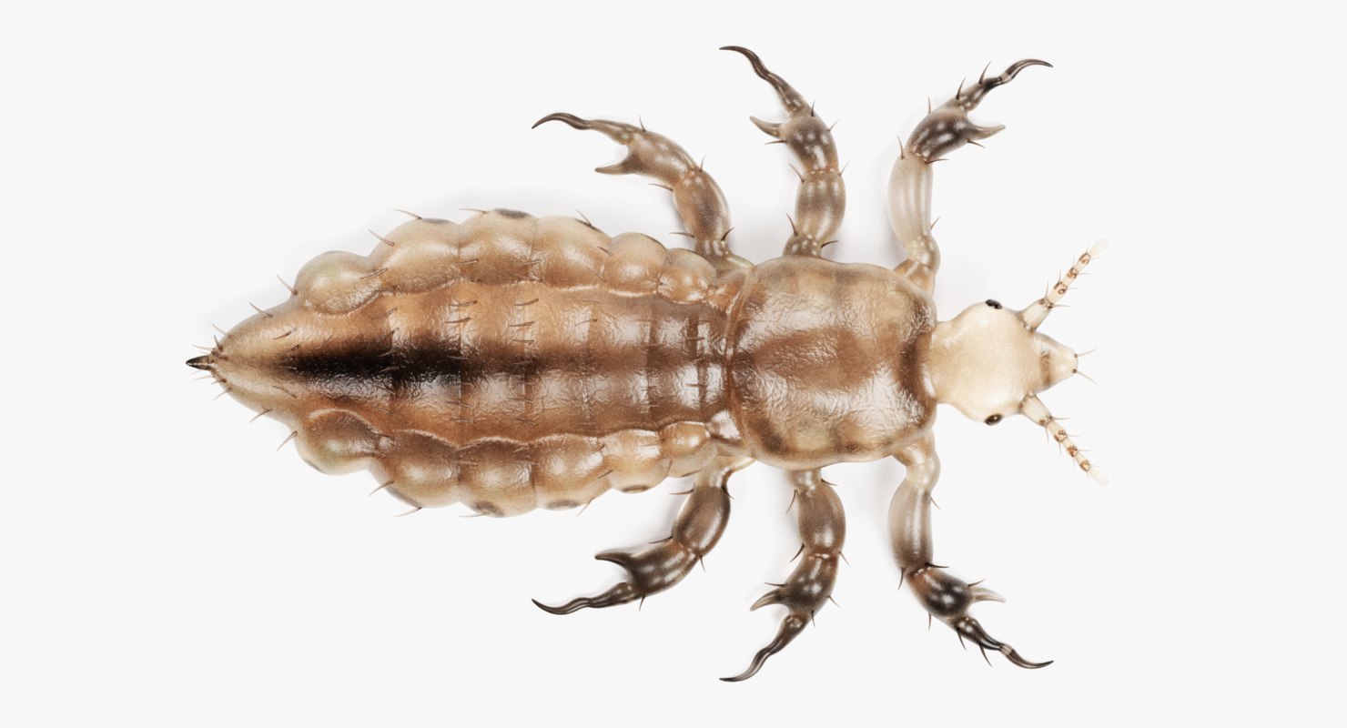 Head louse male model - TurboSquid 1422998