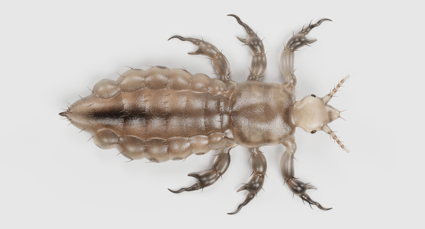 Head louse male model - TurboSquid 1422998