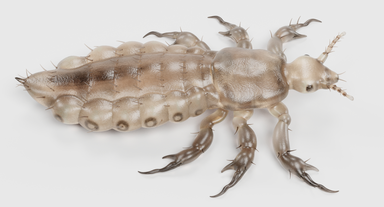 Head louse male model - TurboSquid 1422998