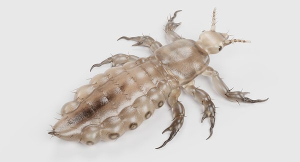 Head louse male model - TurboSquid 1422998