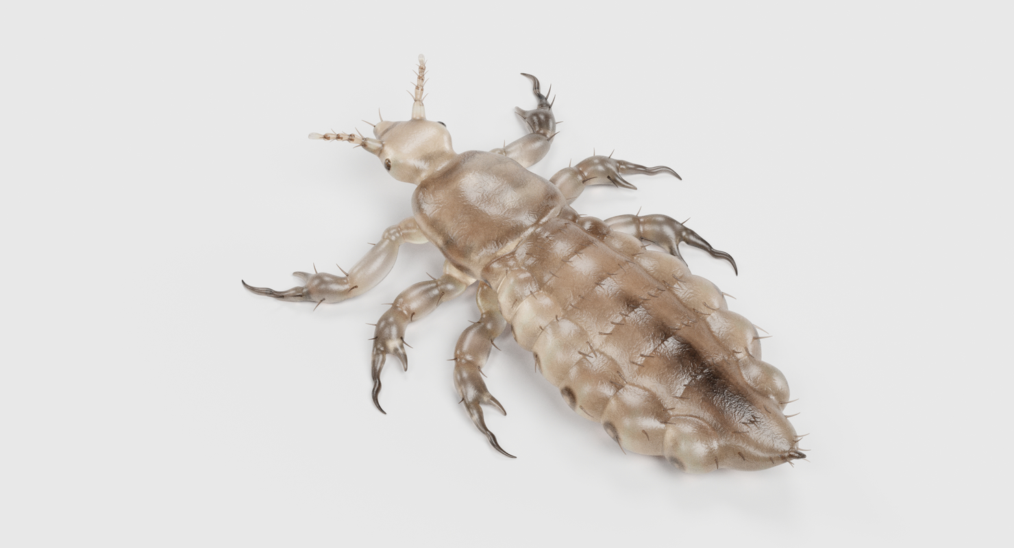 Head louse male model - TurboSquid 1422998