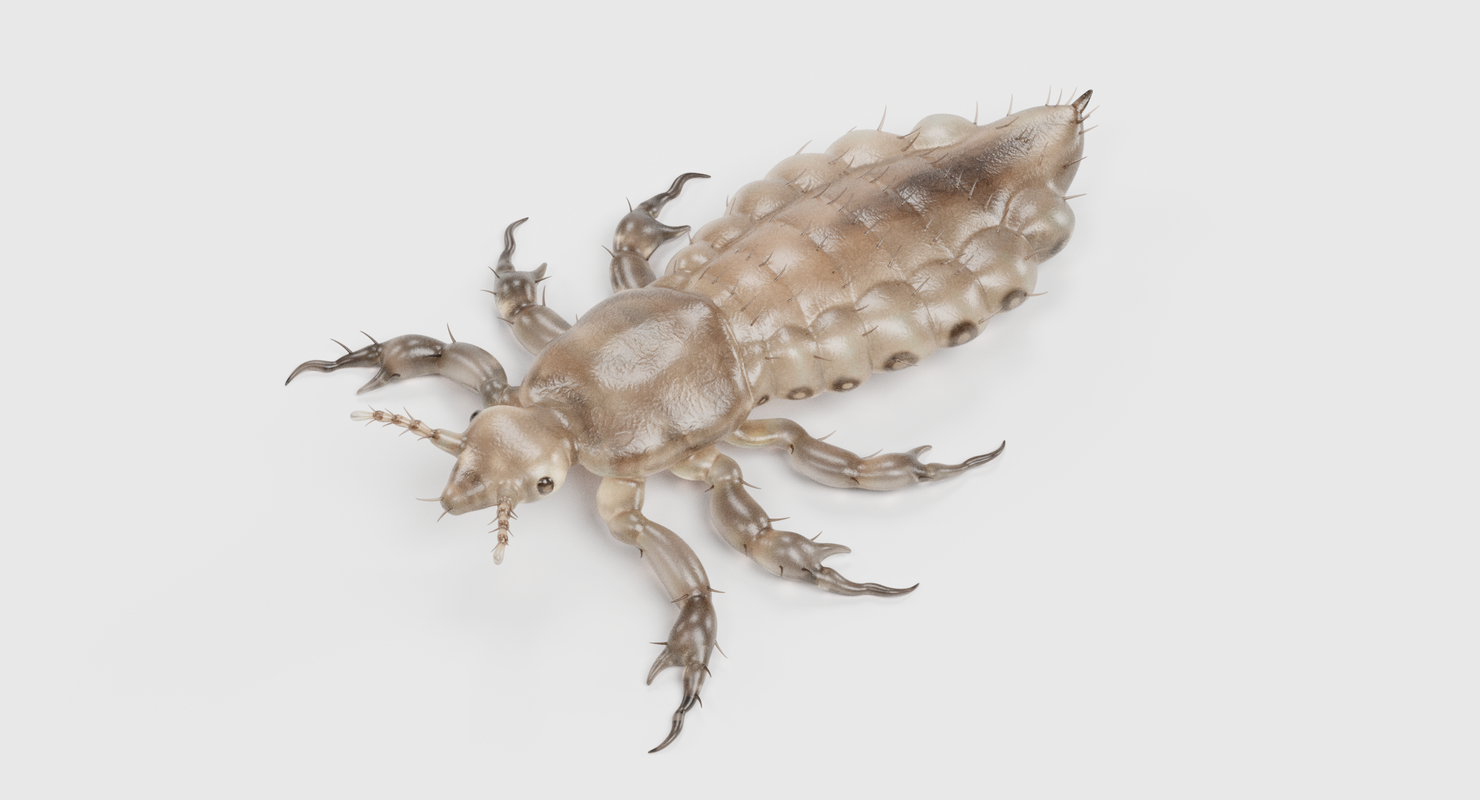 Head louse male model - TurboSquid 1422998