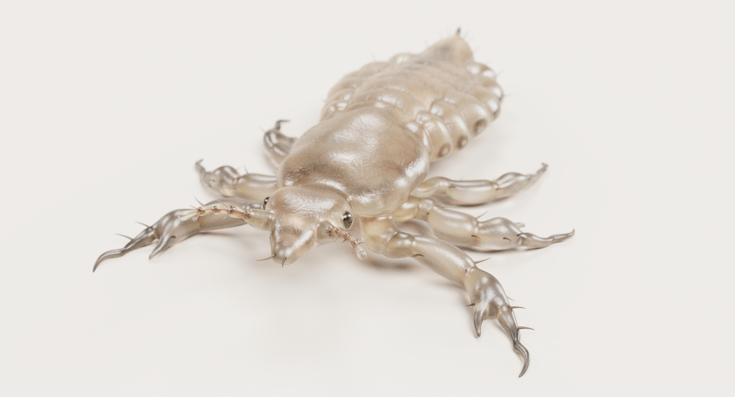 Head louse male model - TurboSquid 1422998