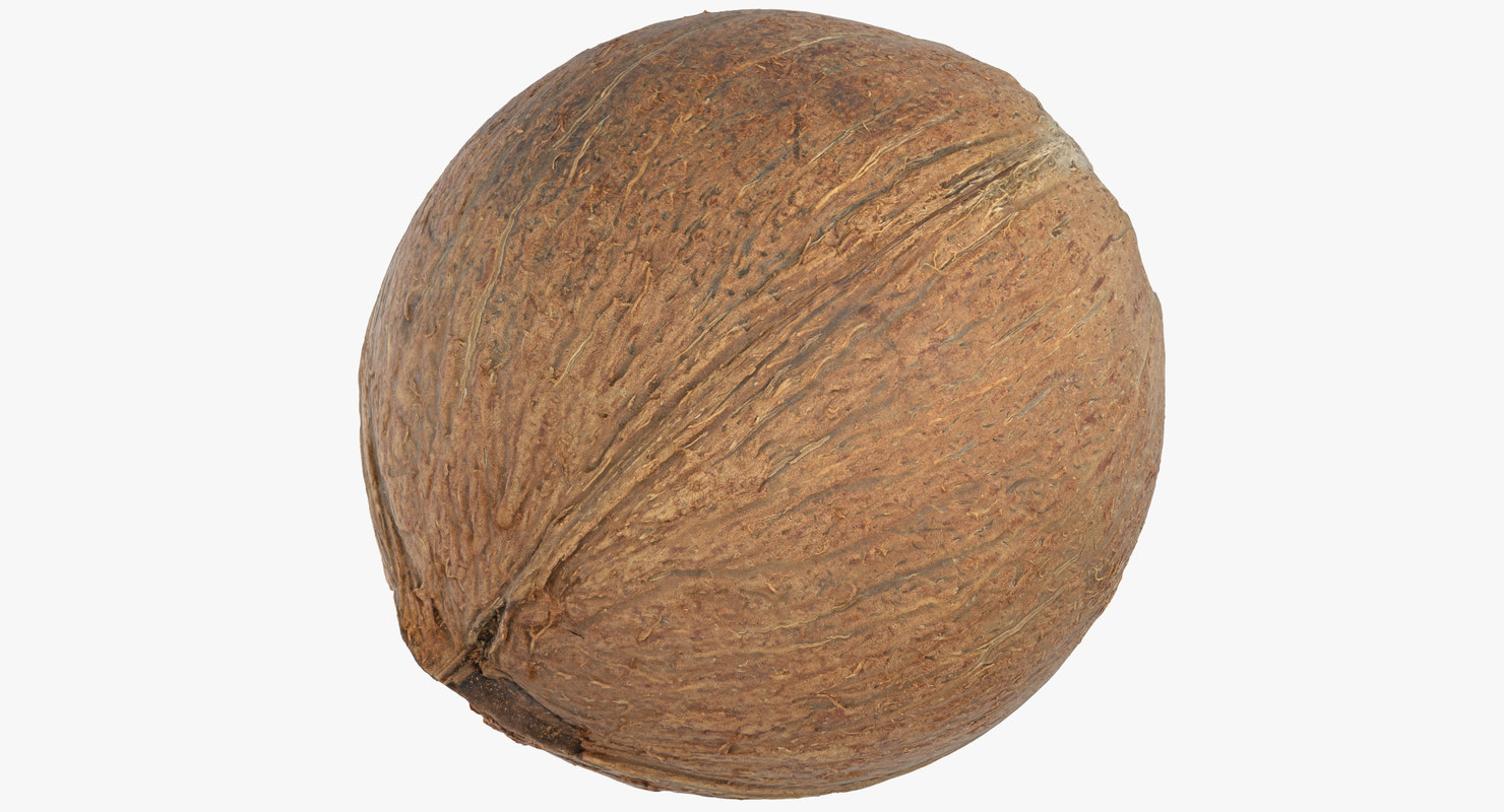 3D coconut 03 model - TurboSquid 1423196