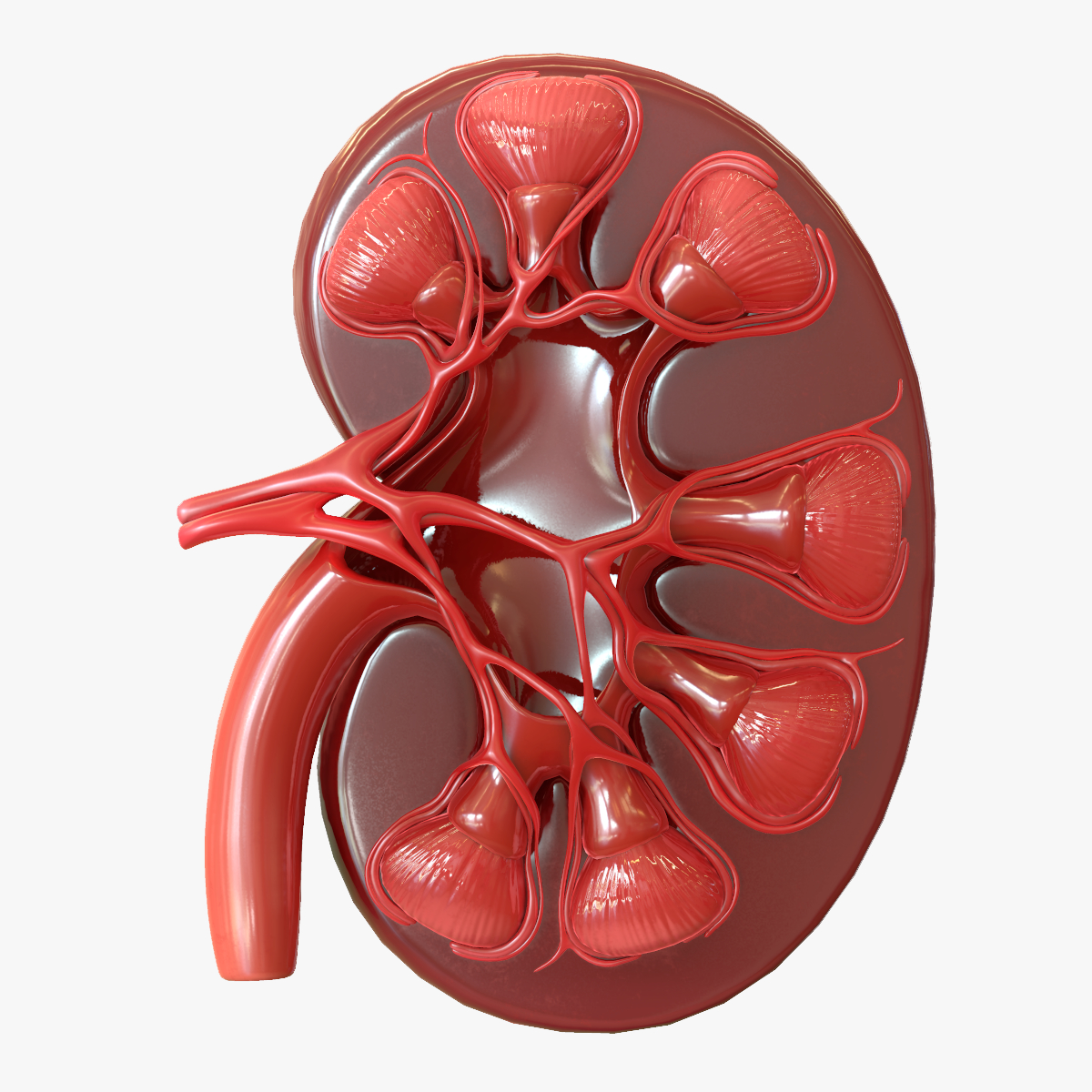 3D human kidney - TurboSquid 1423345