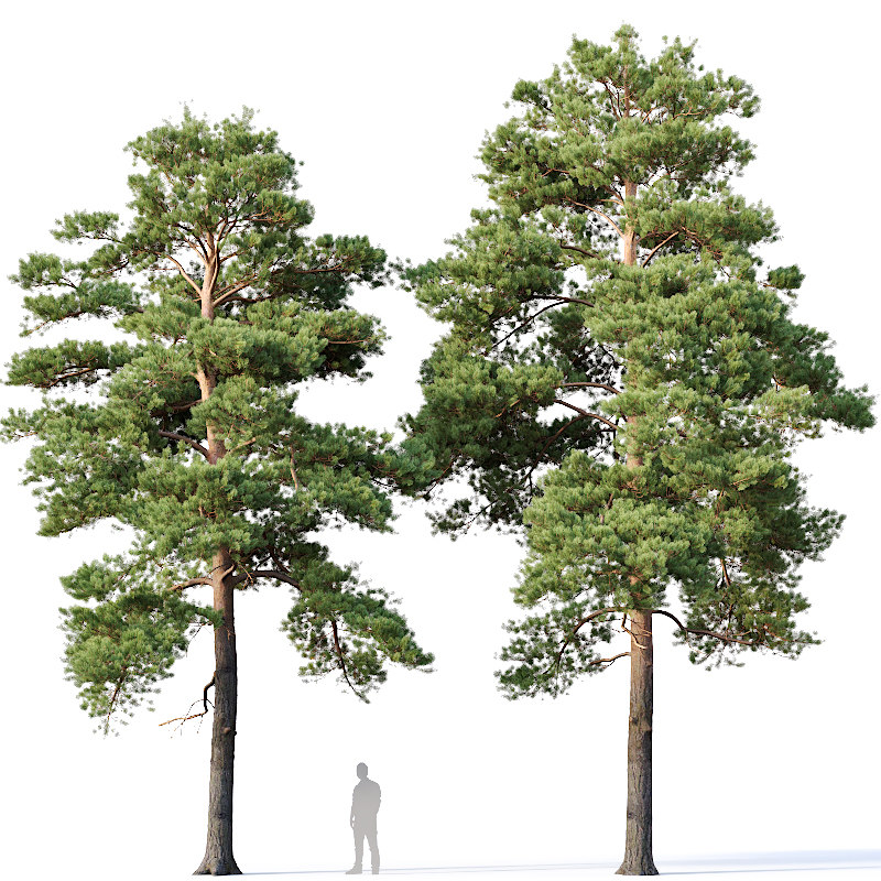 3D pines trees model - TurboSquid 1423505