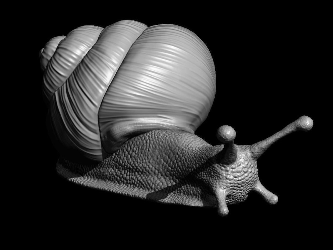Caracol 3D Modelos para Descargar | TurboSquid