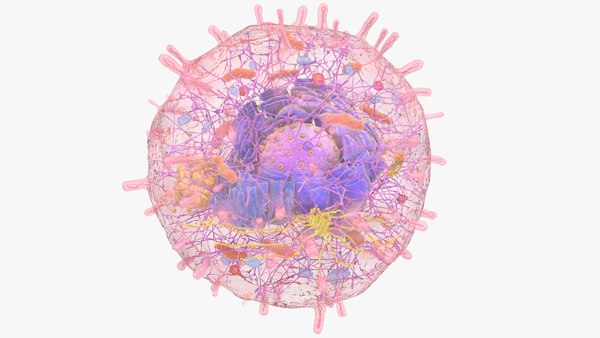 3D human cell nucleus model - TurboSquid 1416129