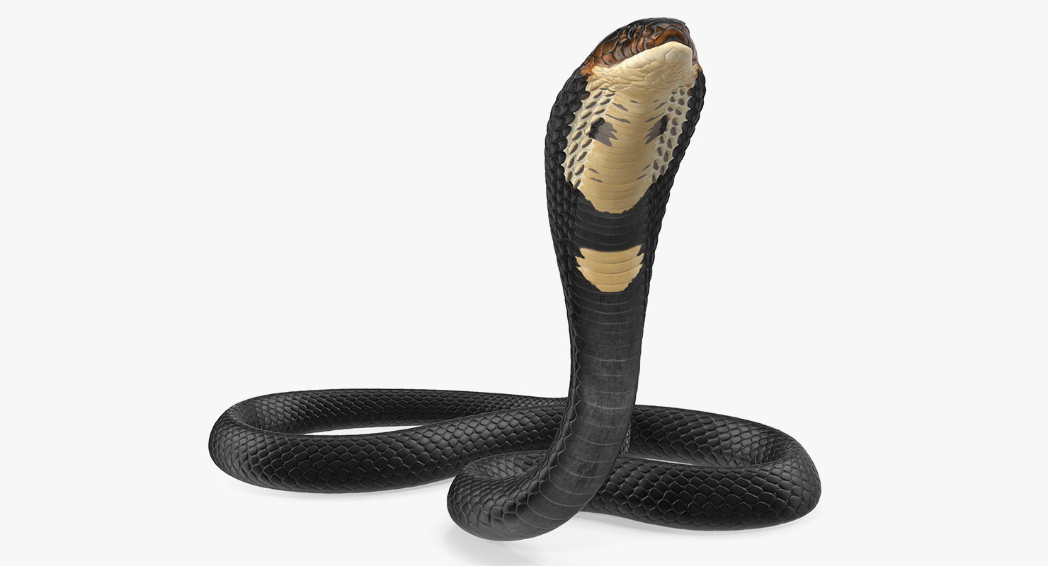 Cobra dark skin alert 3D model - TurboSquid 1424441