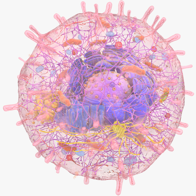 3D human cell nucleus model - TurboSquid 1416129