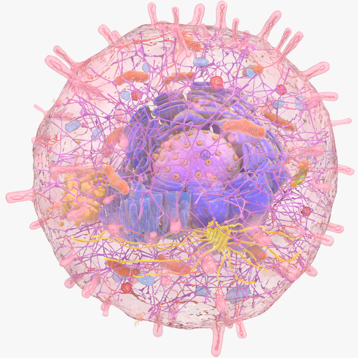 3D human cell nucleus model - TurboSquid 1416129