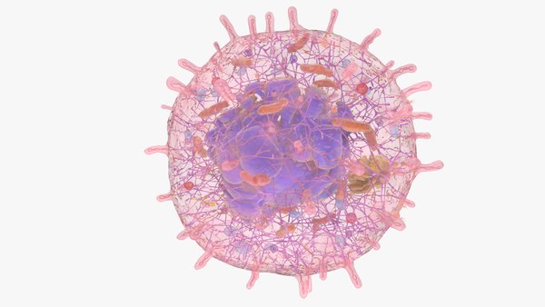 3D human cell nucleus model - TurboSquid 1416129