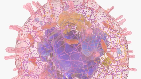 3D human cell nucleus model - TurboSquid 1416129