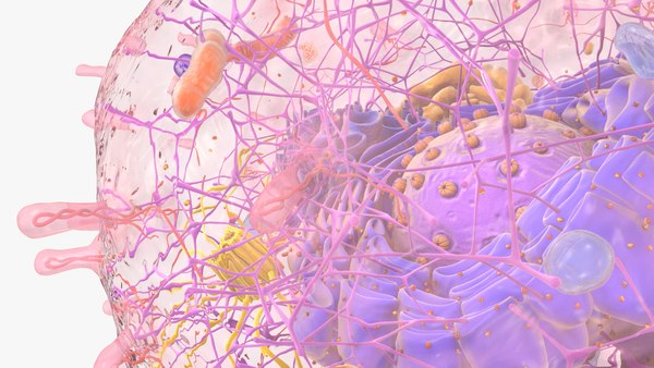 3D human cell nucleus model - TurboSquid 1416129