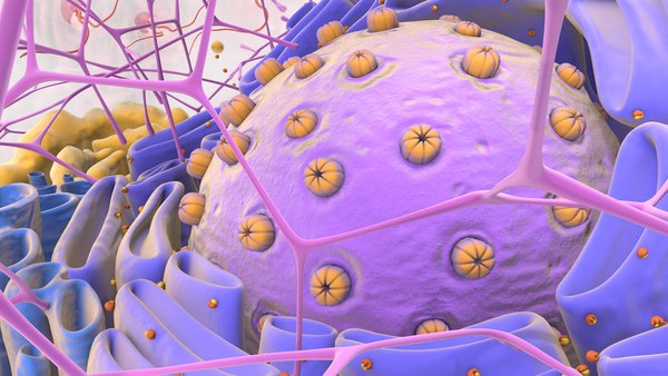 3D human cell nucleus model - TurboSquid 1416129
