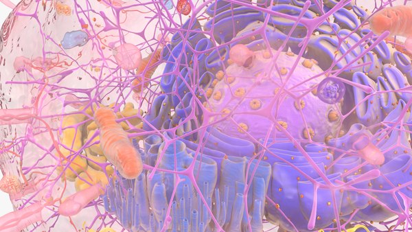 3D human cell nucleus model - TurboSquid 1416129
