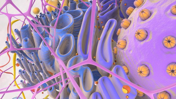 3D human cell nucleus model - TurboSquid 1416129
