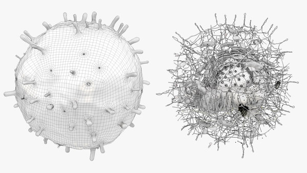 3D human cell nucleus model - TurboSquid 1416129