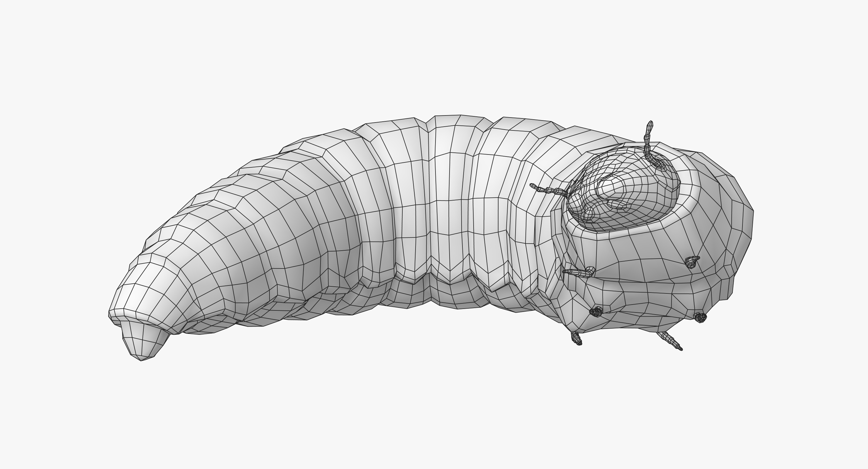 3D realistic maggot pose - TurboSquid 1424571