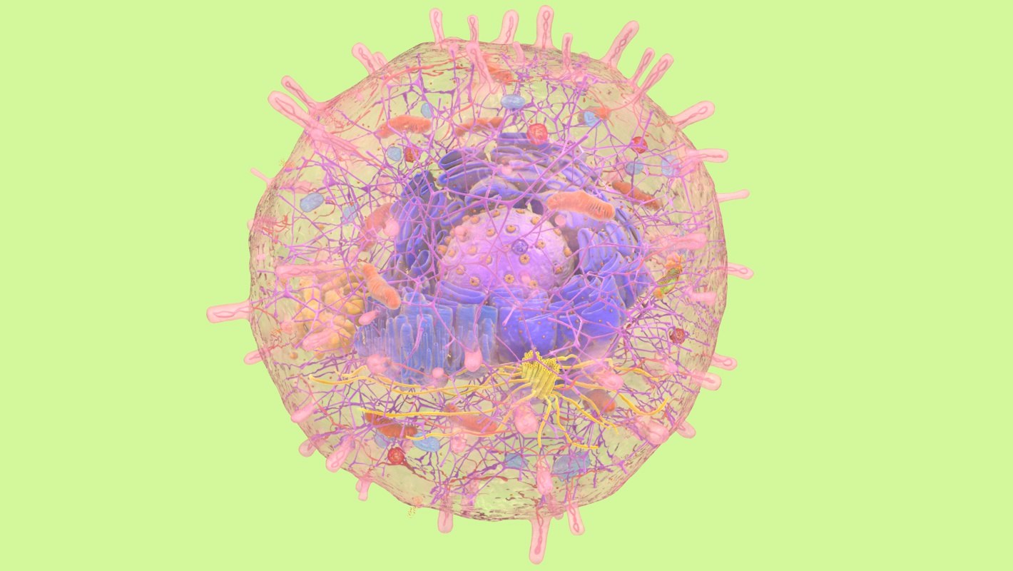 3D human cell nucleus model - TurboSquid 1416129
