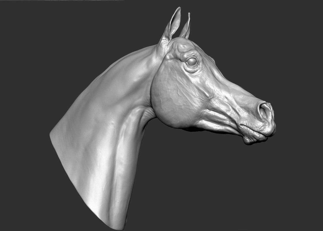 3D model arabian horse head realistic - TurboSquid 1424823