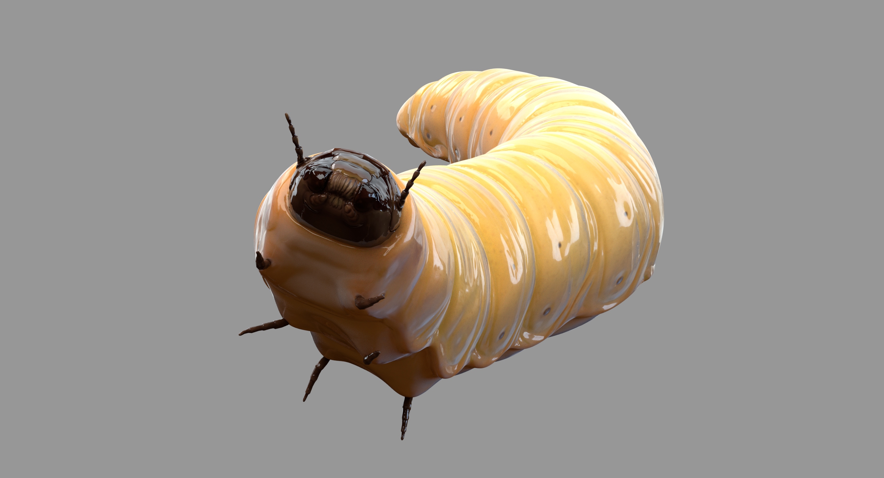 3D realistic maggot - TurboSquid 1425173