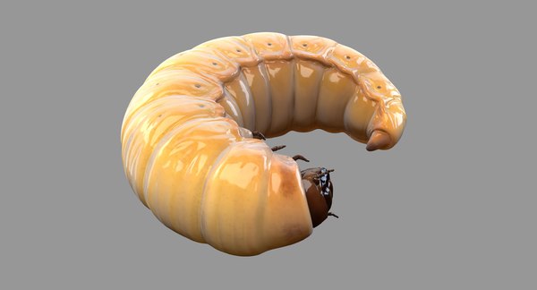 3D realistic maggot - TurboSquid 1425173