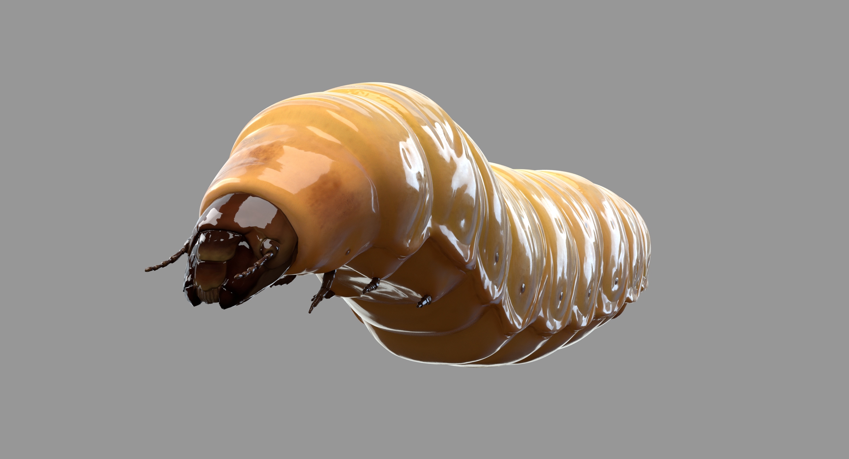 3D realistic maggot - TurboSquid 1425173