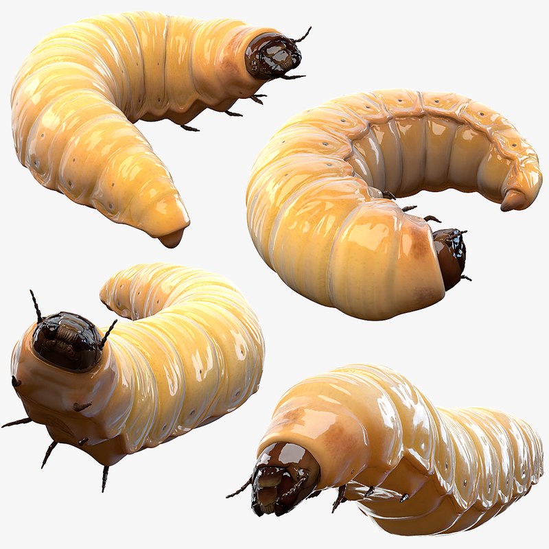 3D realistic maggot - TurboSquid 1425173